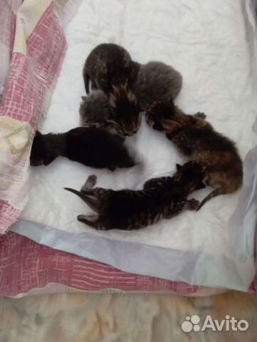 Котята в добрые руки