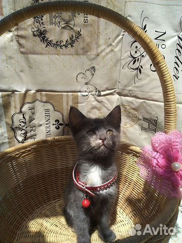 Котёнок девочка ищет дом