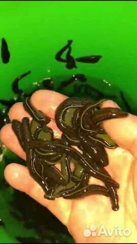 Медицинские пиявки