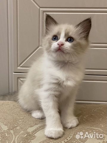 Рэгдолл котёнок (девочка)