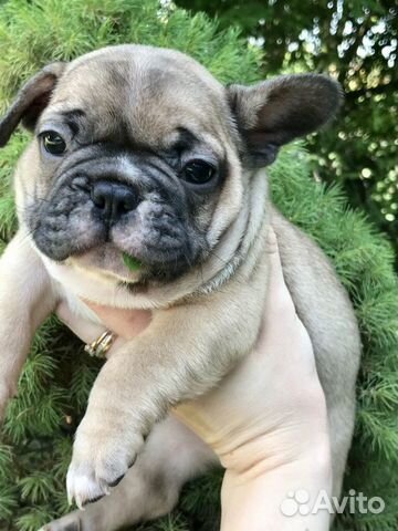 Французский бульдог мальчики