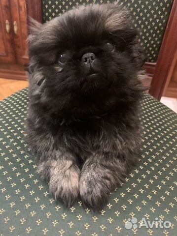 Пекинес 2 месяца (девочка)