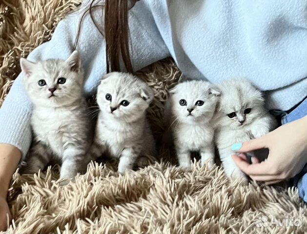 Шотландские котята