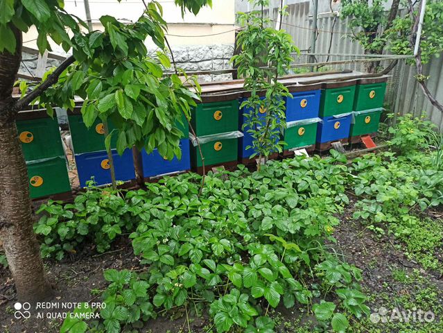 Продам пчёл порода бакфаст