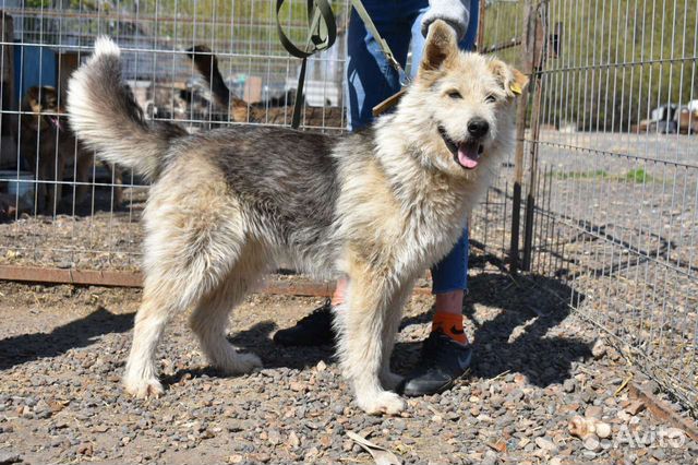 Собака 1,5 года. Приют