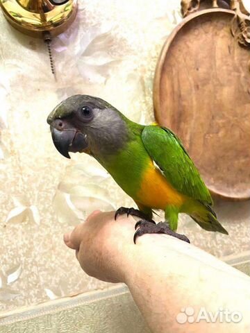 Сенегальский попугай