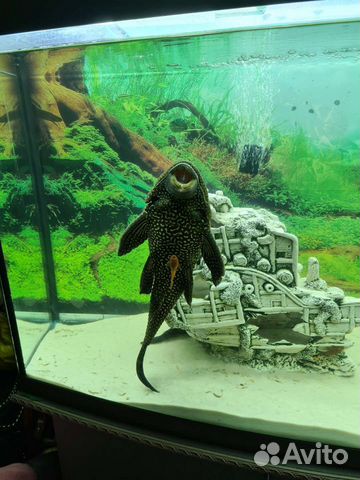 Парчовый сом