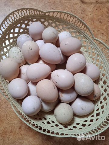 Яйцо цесарки инкубационное