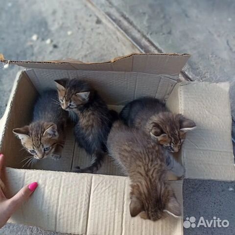 Брошенные котята ищут дом