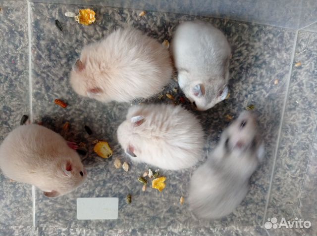 Сирийский хомяк