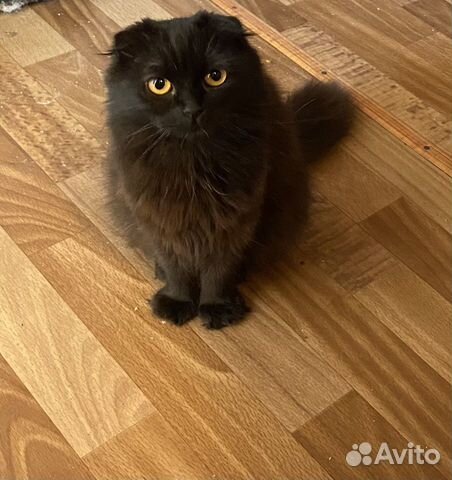 Шотландская вислоухая длинношерстная кошка