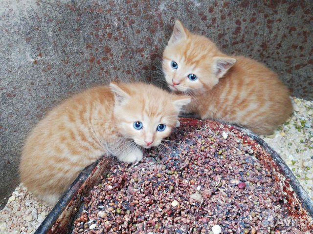 Рожий кот котики без хвостика