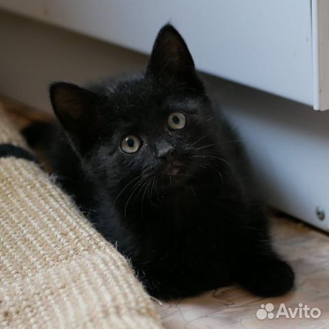 Котята в добрые руки даром