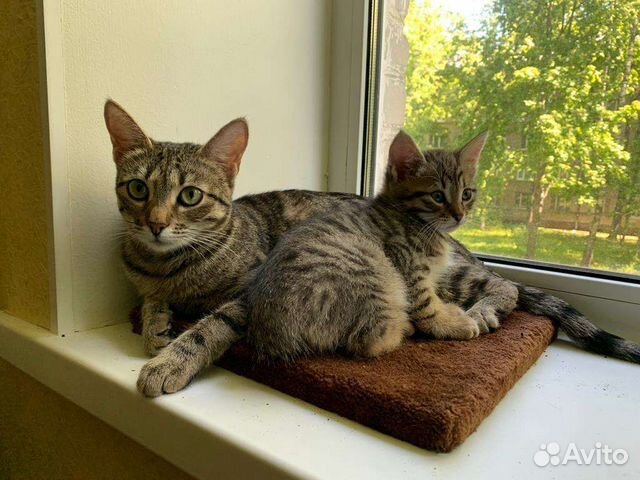 Котенок девочка в добрые руки 1,5 месяца мальчик