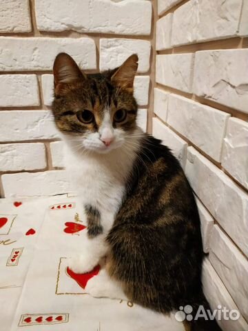 Котенок-подросток в добрые руки