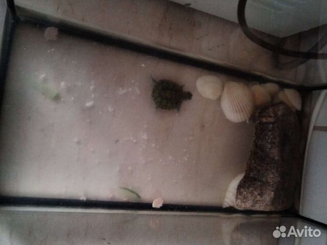 Красноухая черепаха с аквариумом