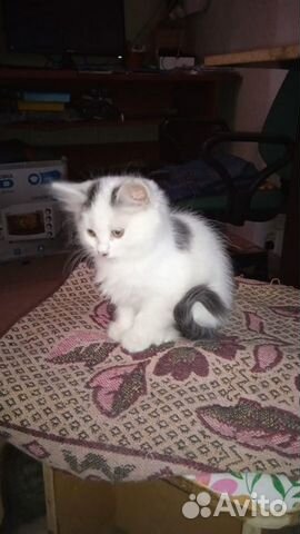 Лучший котенок в мире