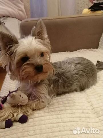 Йоркширский терьер потерялся