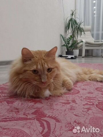 Курильский бобтейл