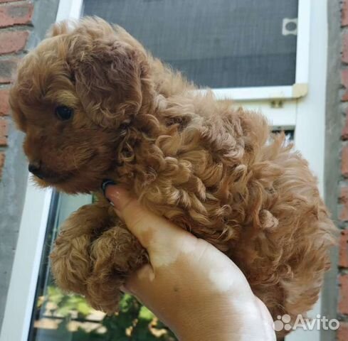 Мини детки мальтипу