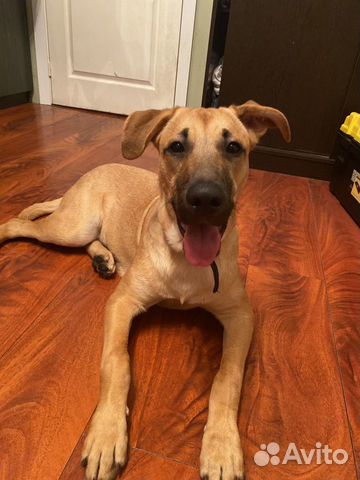 Щенок метис в добрые руки