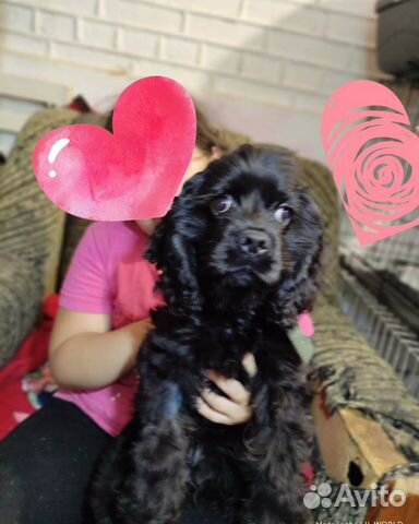 Щенок спаниеля ищет дом