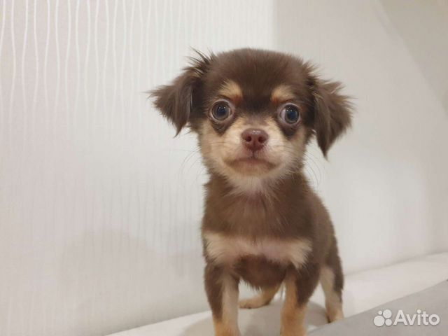 Чихуахуа мальчик мини