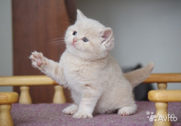 Клубные британские малыши