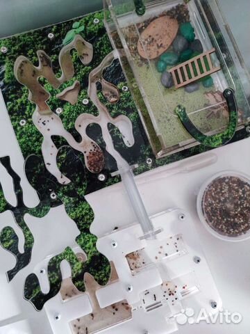 Формикарий с муравьями, ферма муравьиная