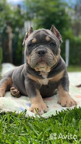 Девочка Американского булли