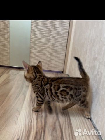 Котятки с документами