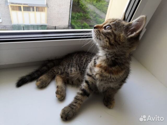Рыжий носик + золотой характер)