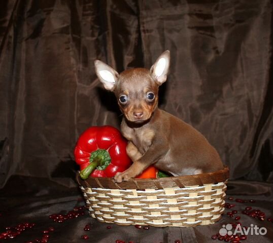 Тойчики. той-терьер. миниатюрные собачки-игрушки