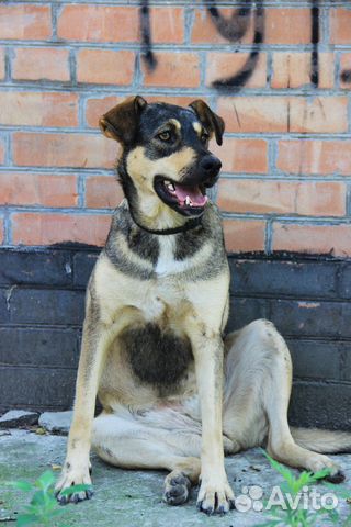 Милейшая собачка