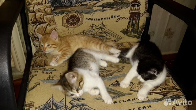 Очаровательные котята в добрые ручки