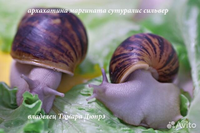 Голубые сильверы 6см(архахатины) и ахатины+ терр15