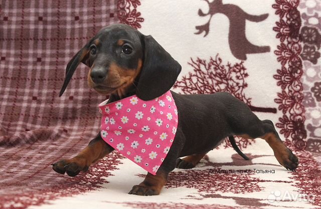 Ласковая куколка