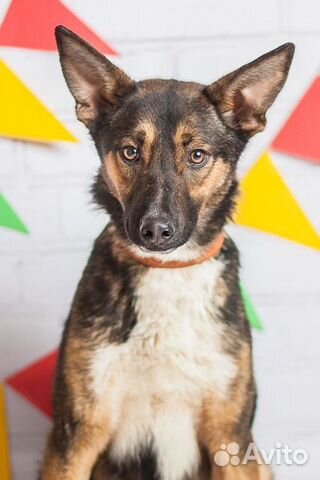 Молодой ласковый и послушный пес Валдай в дар