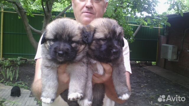 Продам породистых щенков