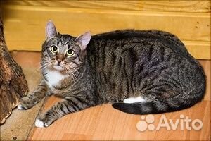 Кошка сибирячка