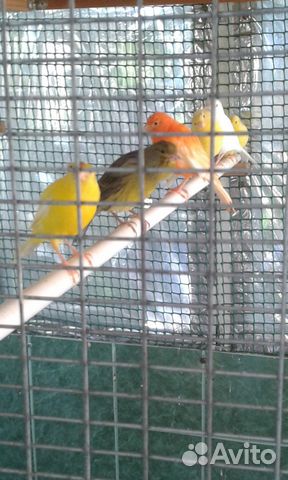 Кенары и канарейки