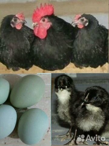 Синь-синь-дянь. Инкубационные яйца