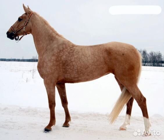 Золотая лошадь