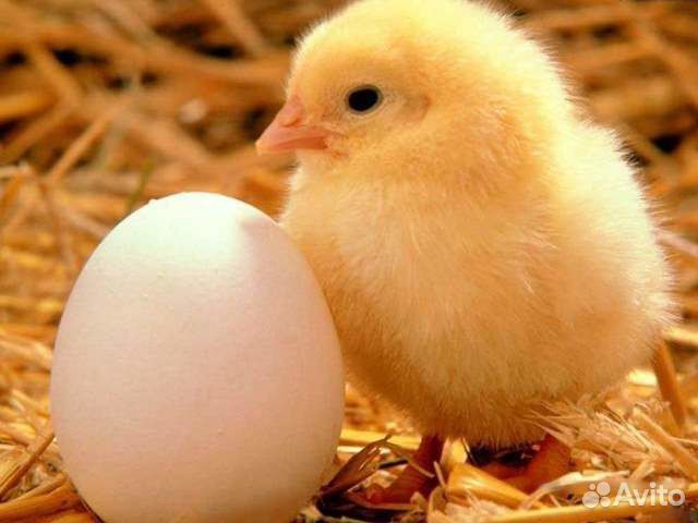 Цыплята бройлера кооб-500
