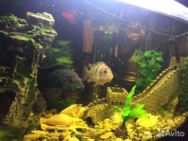 Рыбки из семейства цихлидные