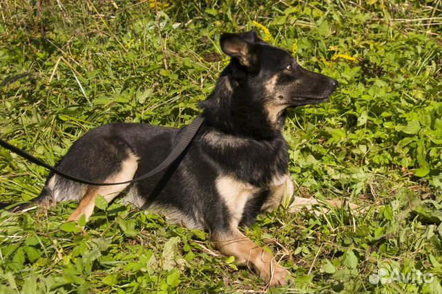 Славный застенчивый Бармалейка ищет дом