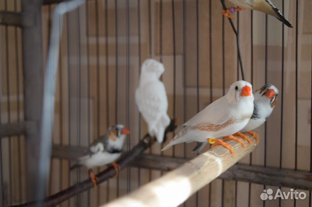 Зебровые амадинки