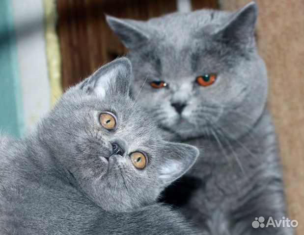 Антошка 2 месяца