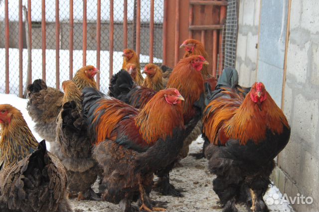 Брама куропатчатая продаю