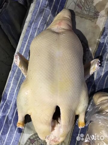 Утка-бройлер, порода "Стар", французская